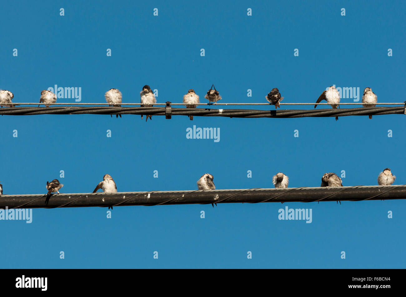 Flock of Common House Martin perched on a telephone wire Stock Photo ...
