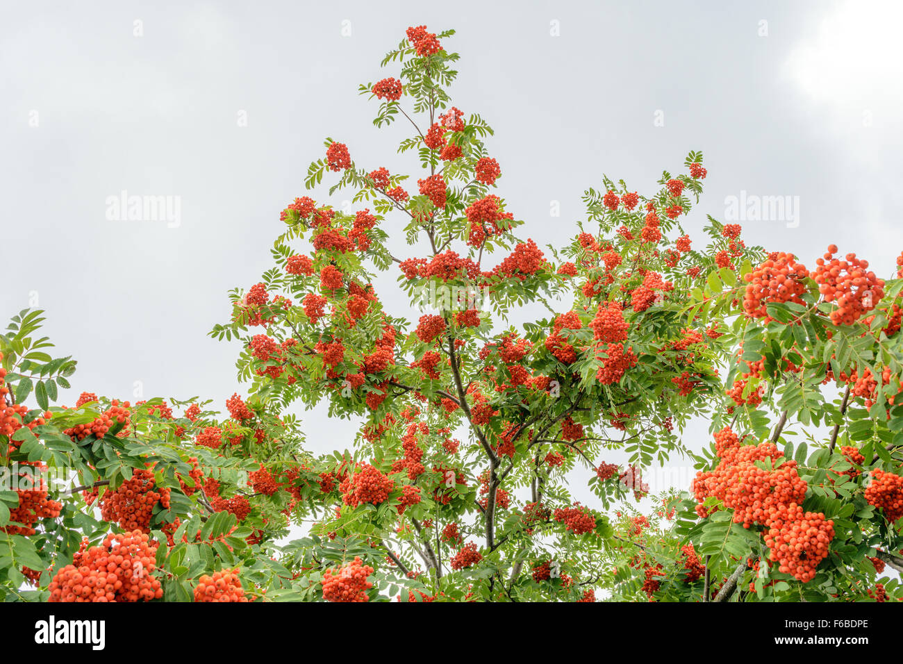 Rowan tree twig hi-res stock photography and images - Alamy