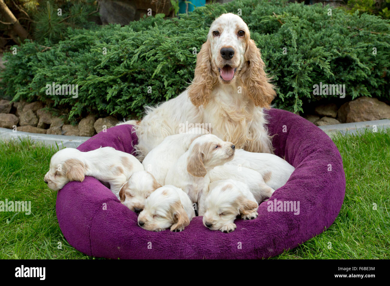 family of lying English Cocker Spaniel puppy, 24 days old with mother ...
