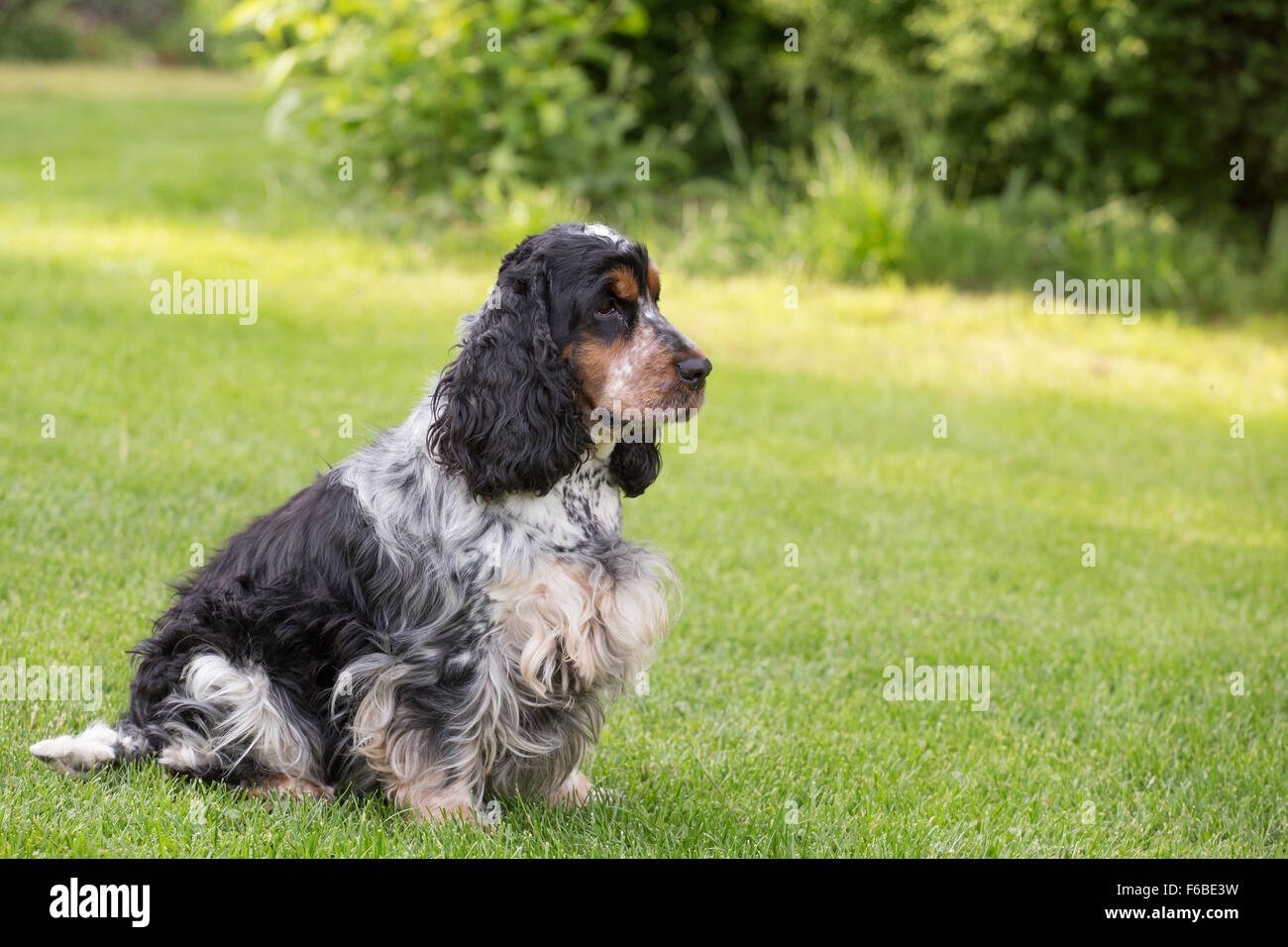 outdoor portrait of english cocker spaniel, european champion, breeding ...