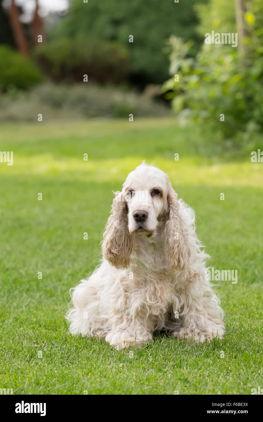 outdoor portrait of english cocker spaniel, european champion, breeding ...