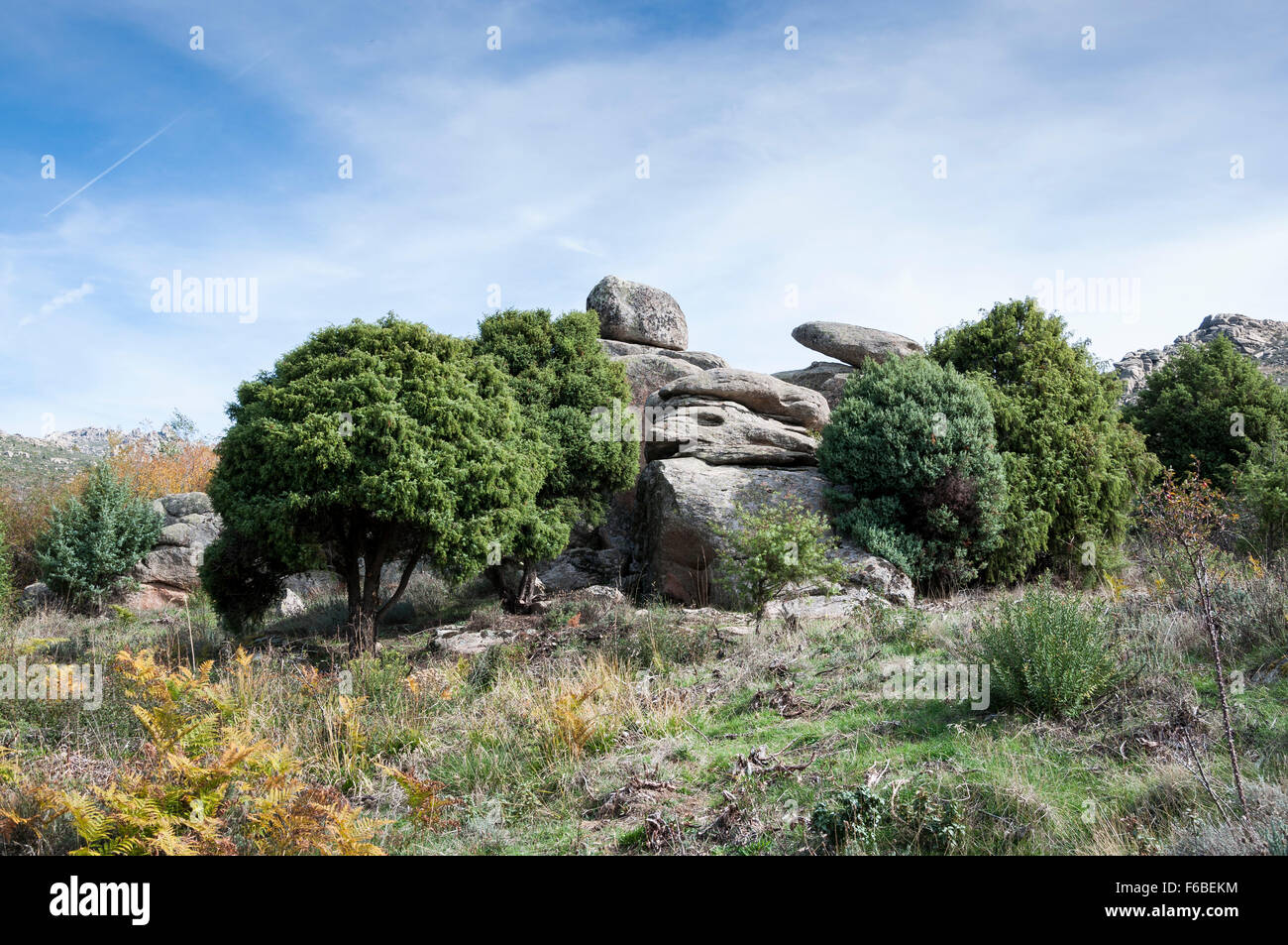 Specimen of Prickly Juniper, Juniperus oxycedrus. It is a species of ...