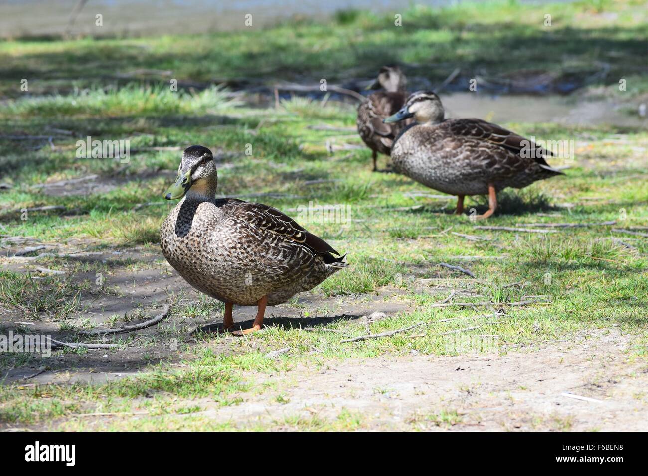friendly ducks wandering around by the lake Stock Photo - Alamy