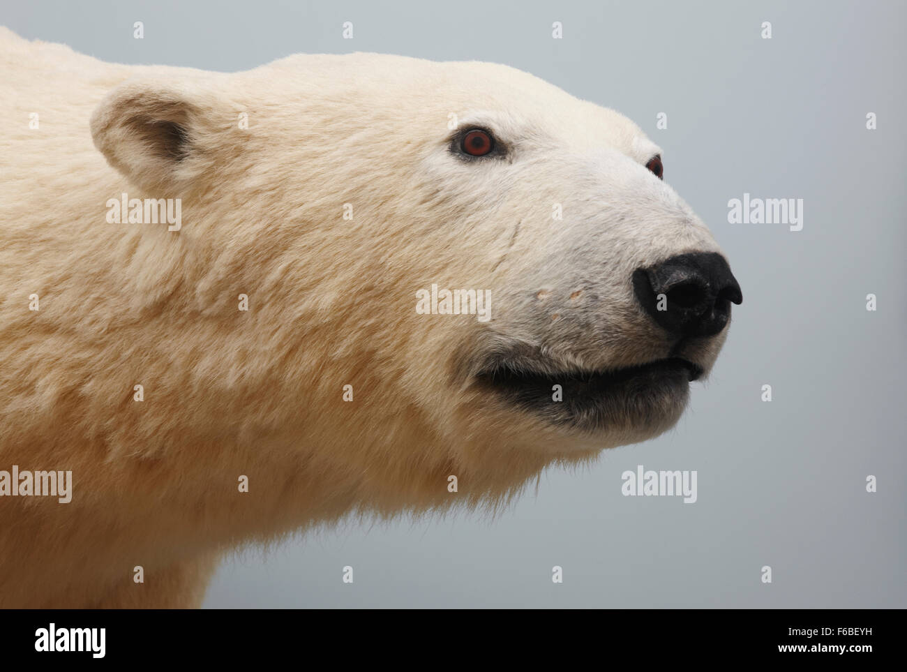 Polar Bear Head Profile