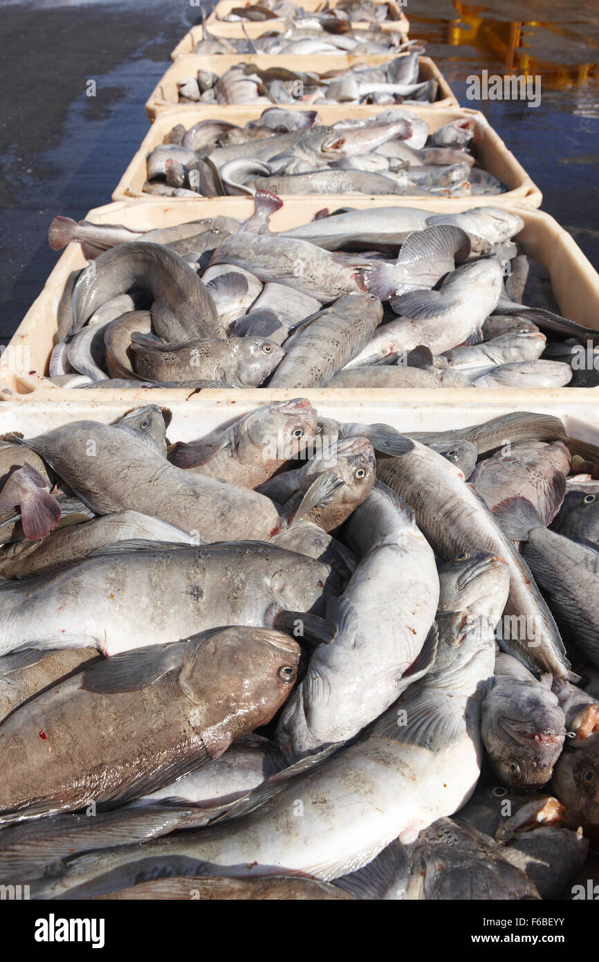 Catfish just fishing on a plastic containers Stock Photo - Alamy