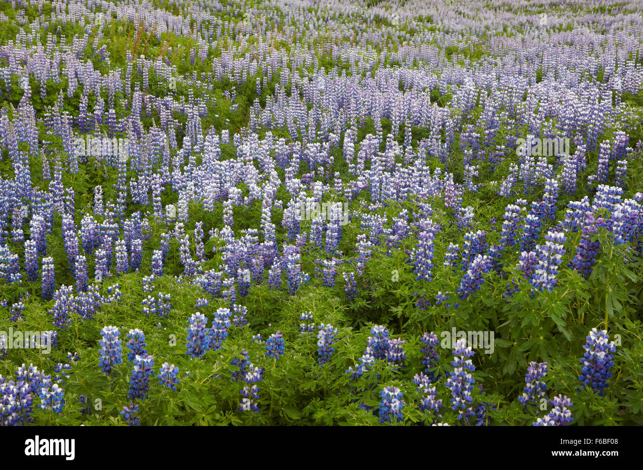 Colorful vegetation of lupine flowers on icelandic landscape Stock ...