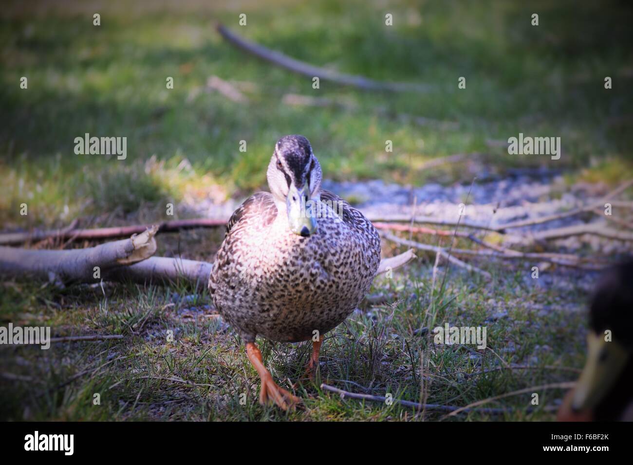 A waddling duck hi-res stock photography and images - Alamy