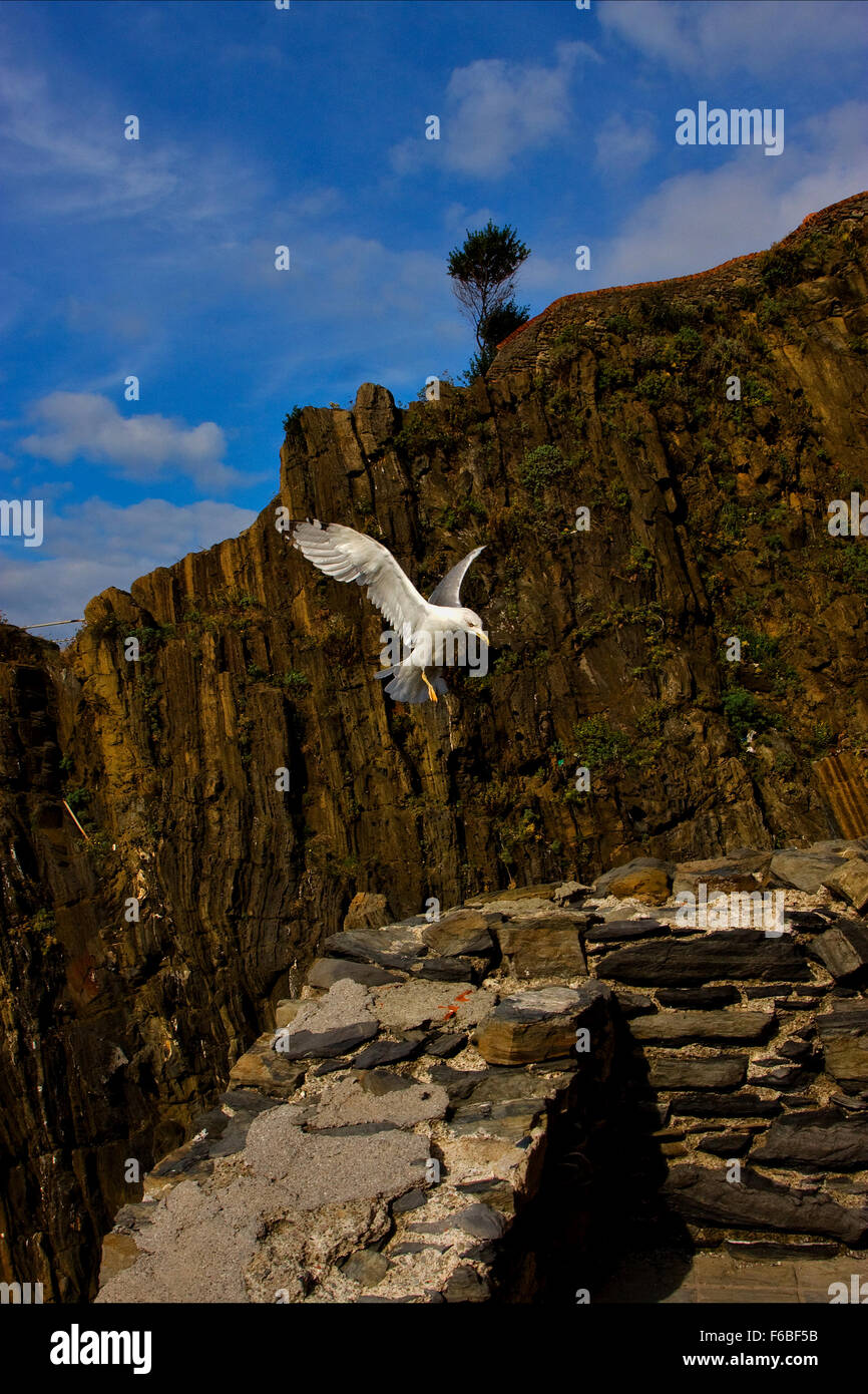 the side of sea gull flying in the sky of riomaggiore italy Stock Photo ...