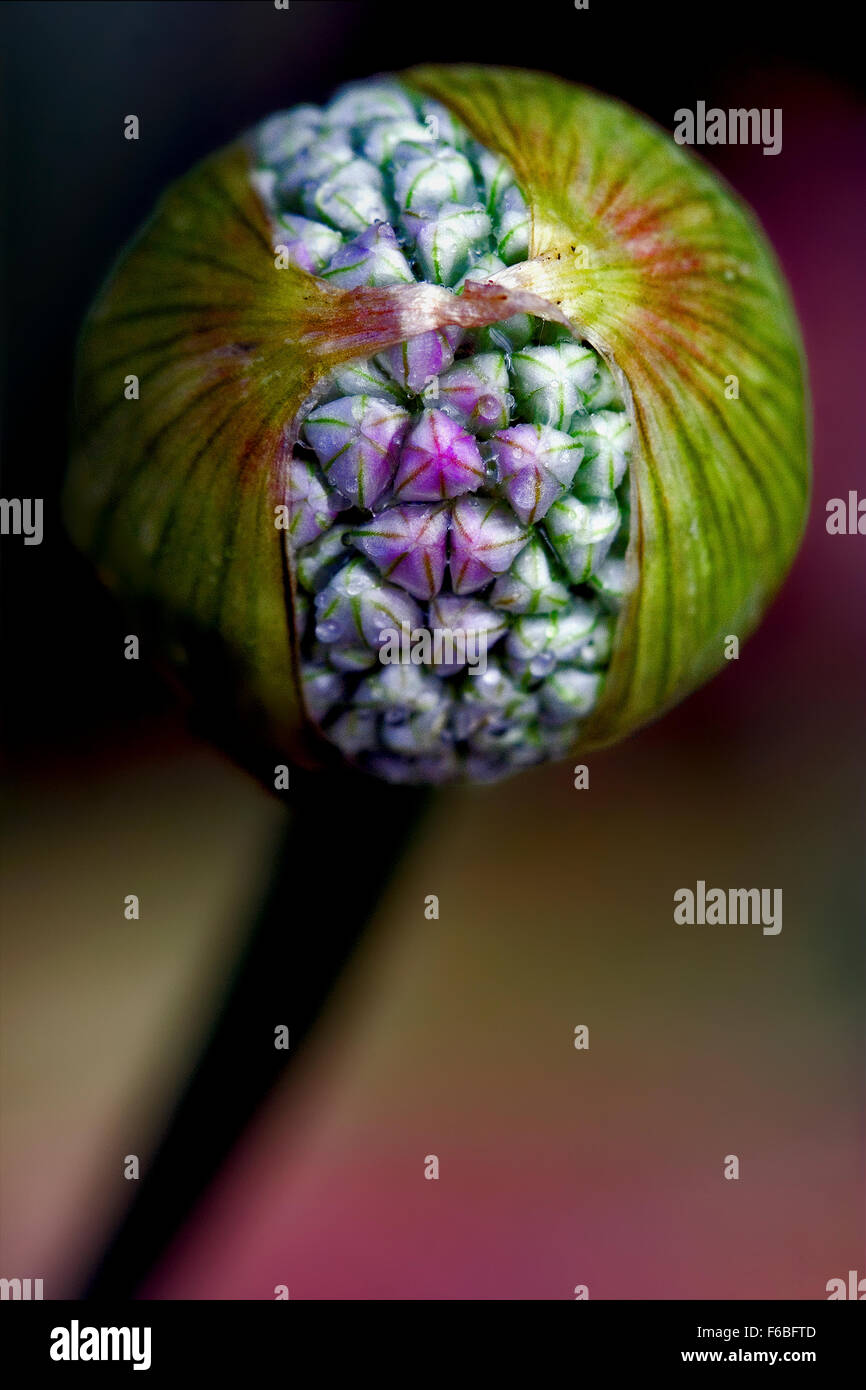 macro close up of a blue violet allium ampeloprasum commutatum liliacee ...