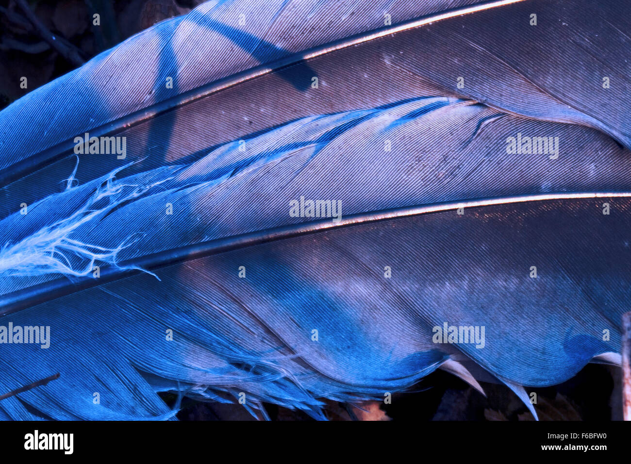 feather front of little crow plumage blue and abstract light Stock ...