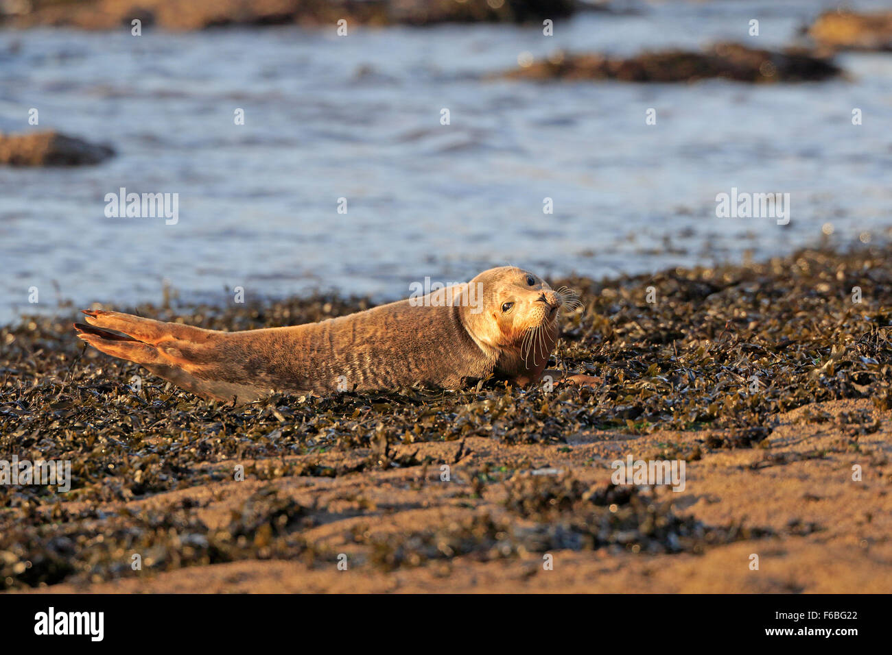 Young Common Seal on Filey beach in the winter Stock Photo - Alamy