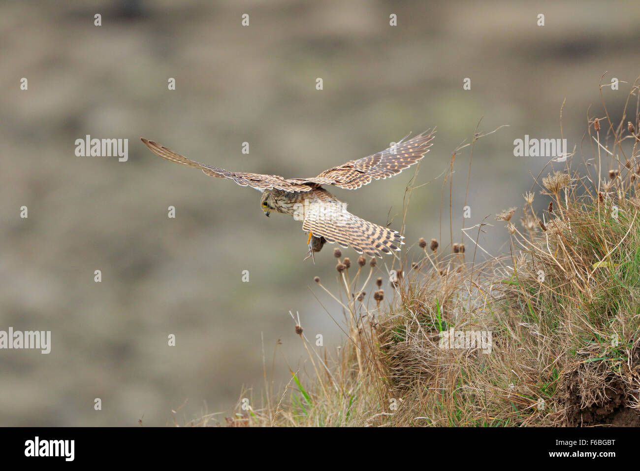 Tinnounculus hi-res stock photography and images - Alamy