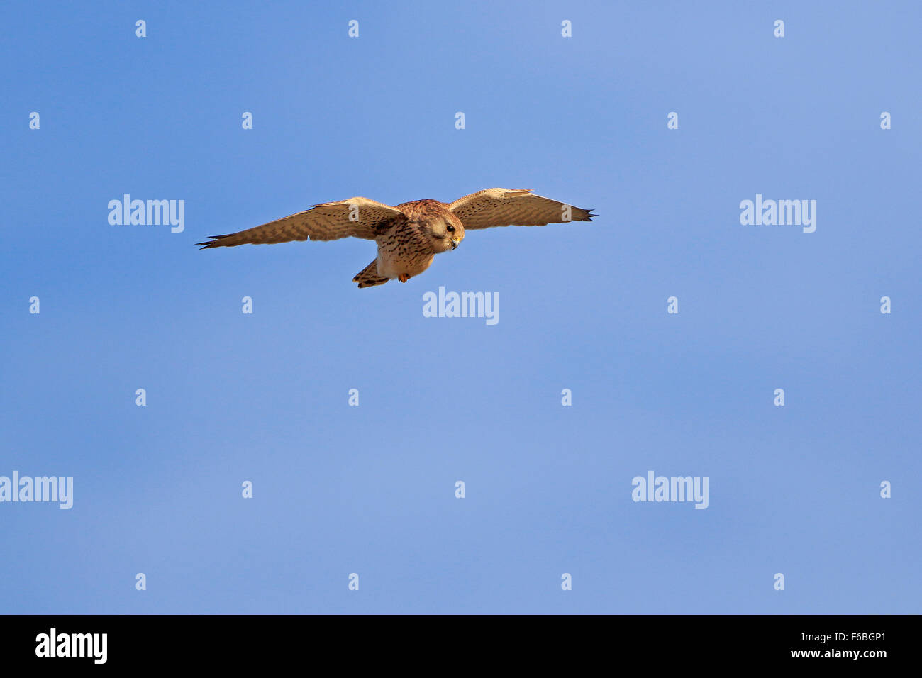 Female common kestrel kestrel hi-res stock photography and images - Alamy
