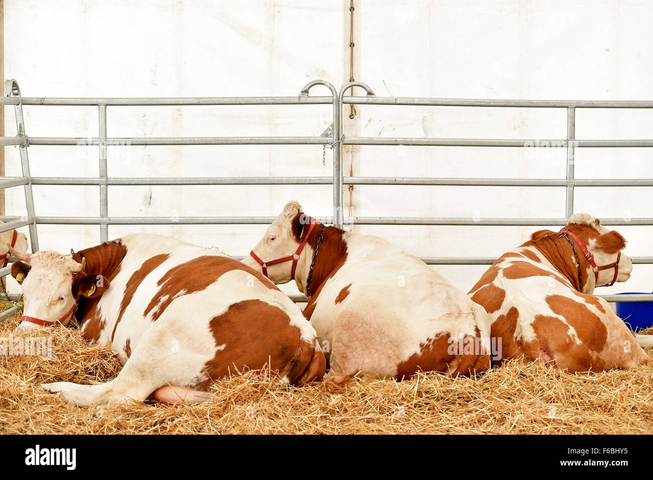 Pile of hay hi-res stock photography and images - Alamy