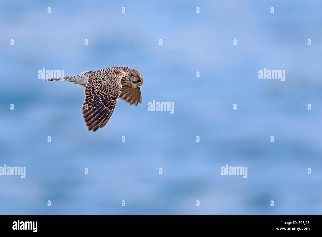 Female Common Kestrel hovering in the wind over the sea Stock Photo - Alamy