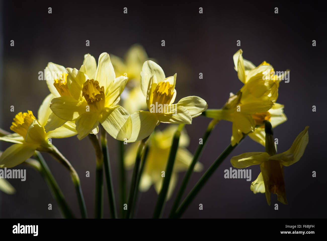 Bouquet of sunlit yellow narcissus Stock Photo - Alamy