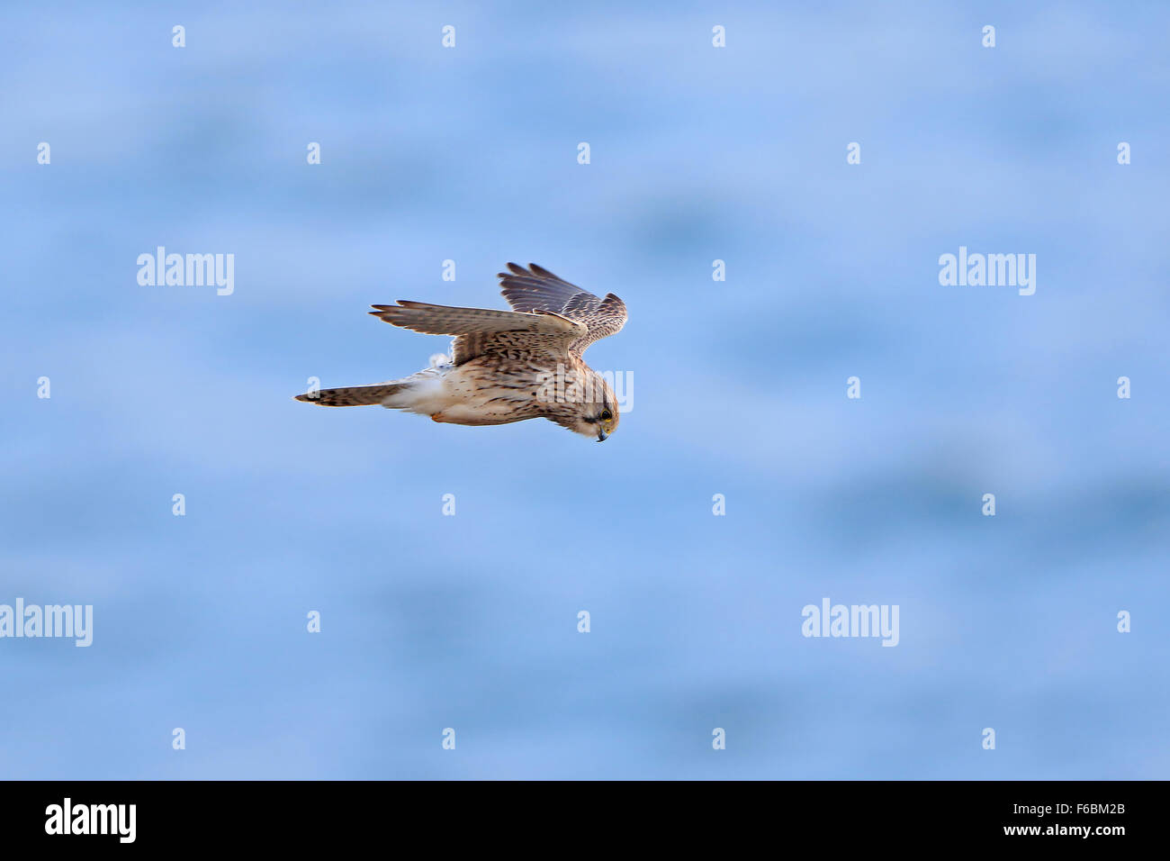 Female Common Kestrel hovering in the wind over the sea Stock Photo - Alamy