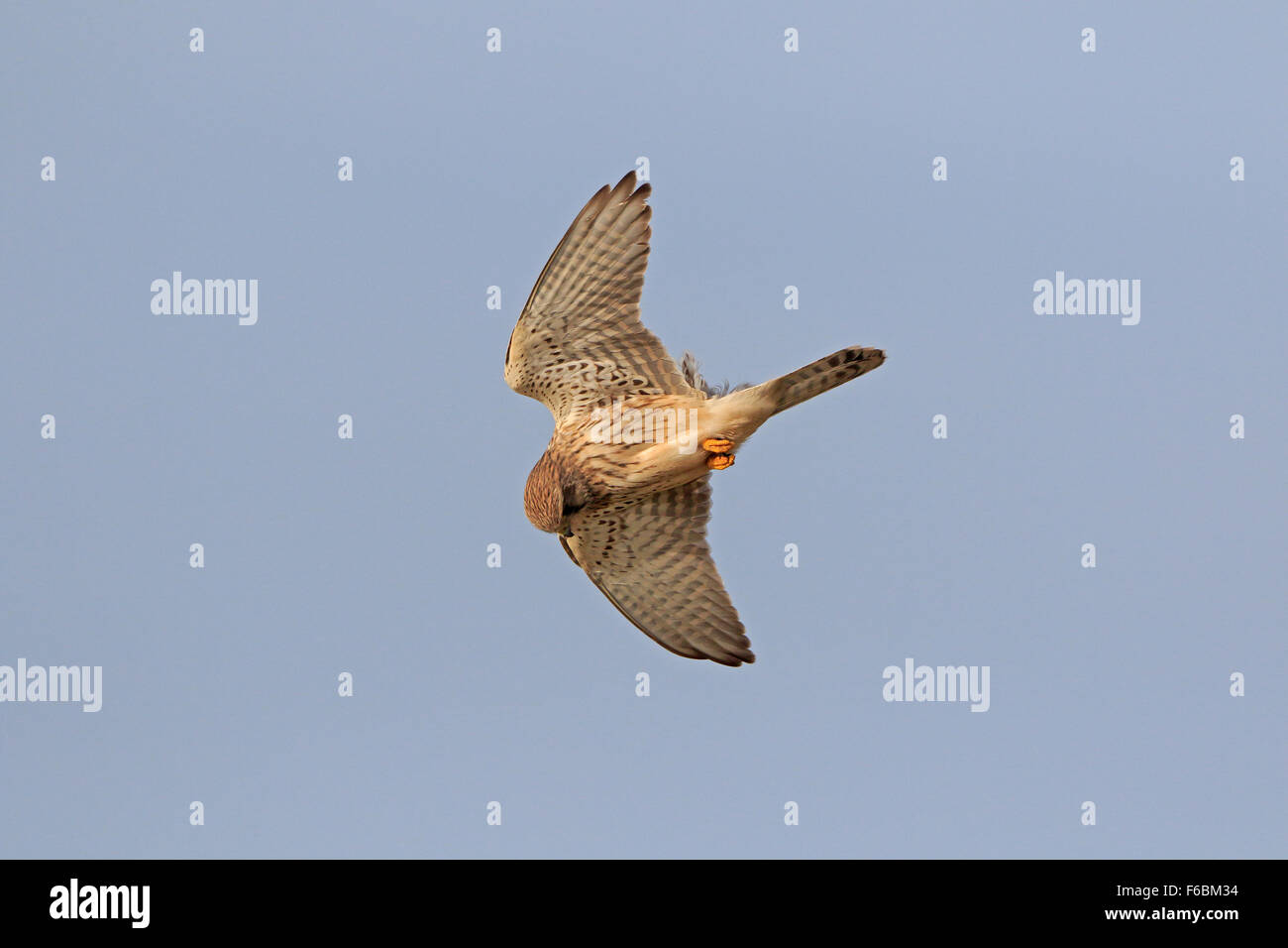 Female Common Kestrel hovering in the wind Stock Photo - Alamy