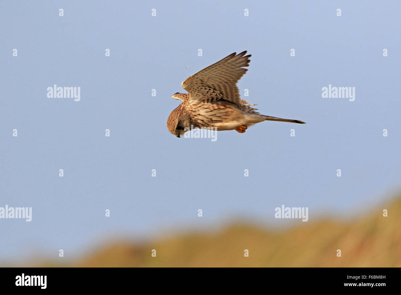 Female Common Kestrel hovering in the wind Stock Photo - Alamy