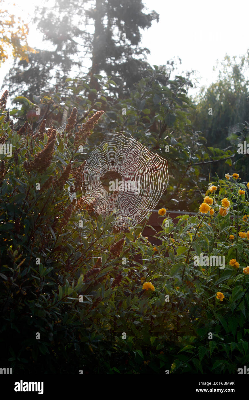 English spiders hi-res stock photography and images - Alamy