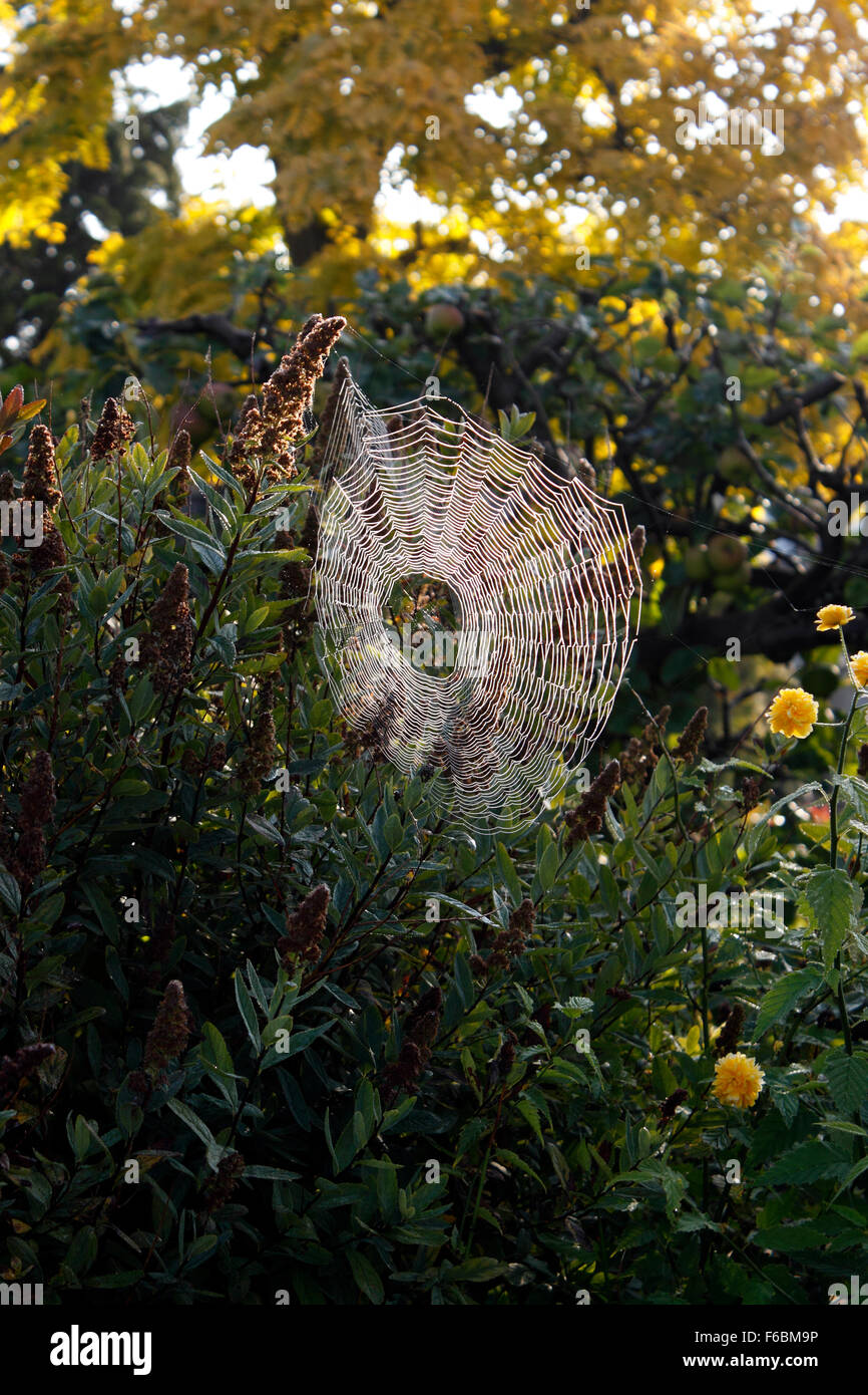 AUTUMN SPIDERS WEB Stock Photo - Alamy