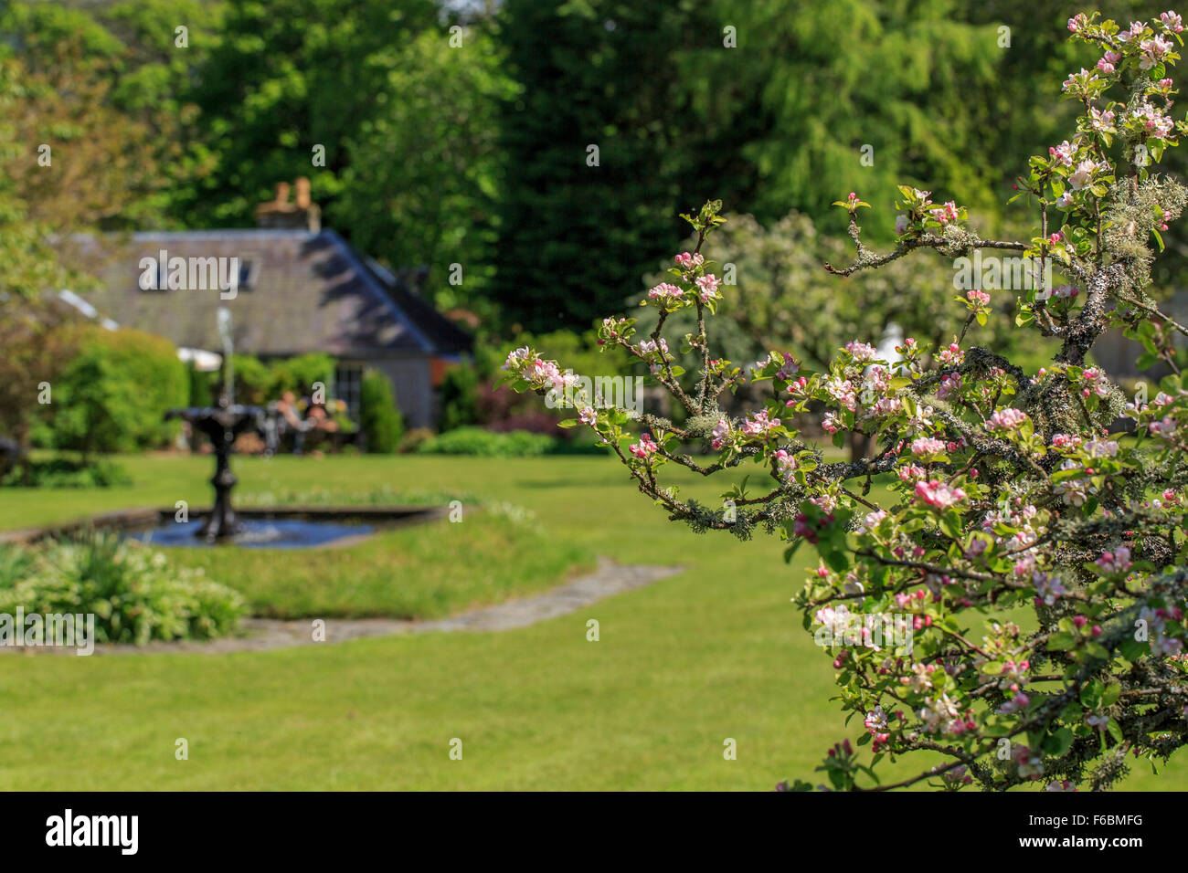 Scottish spring blossom hi-res stock photography and images - Alamy