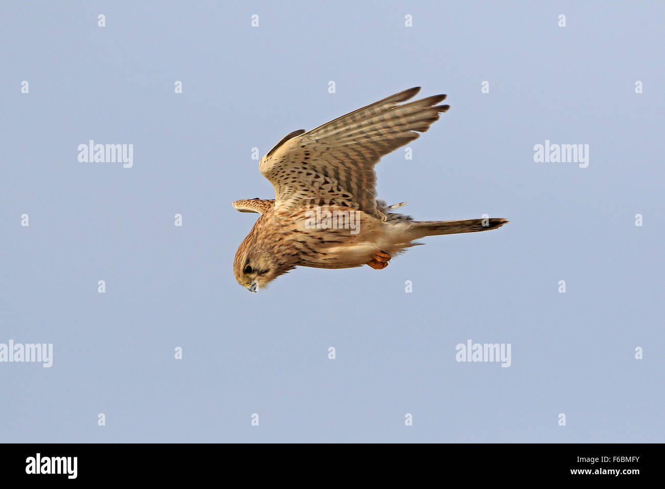 Female Common Kestrel hovering in the wind Stock Photo - Alamy