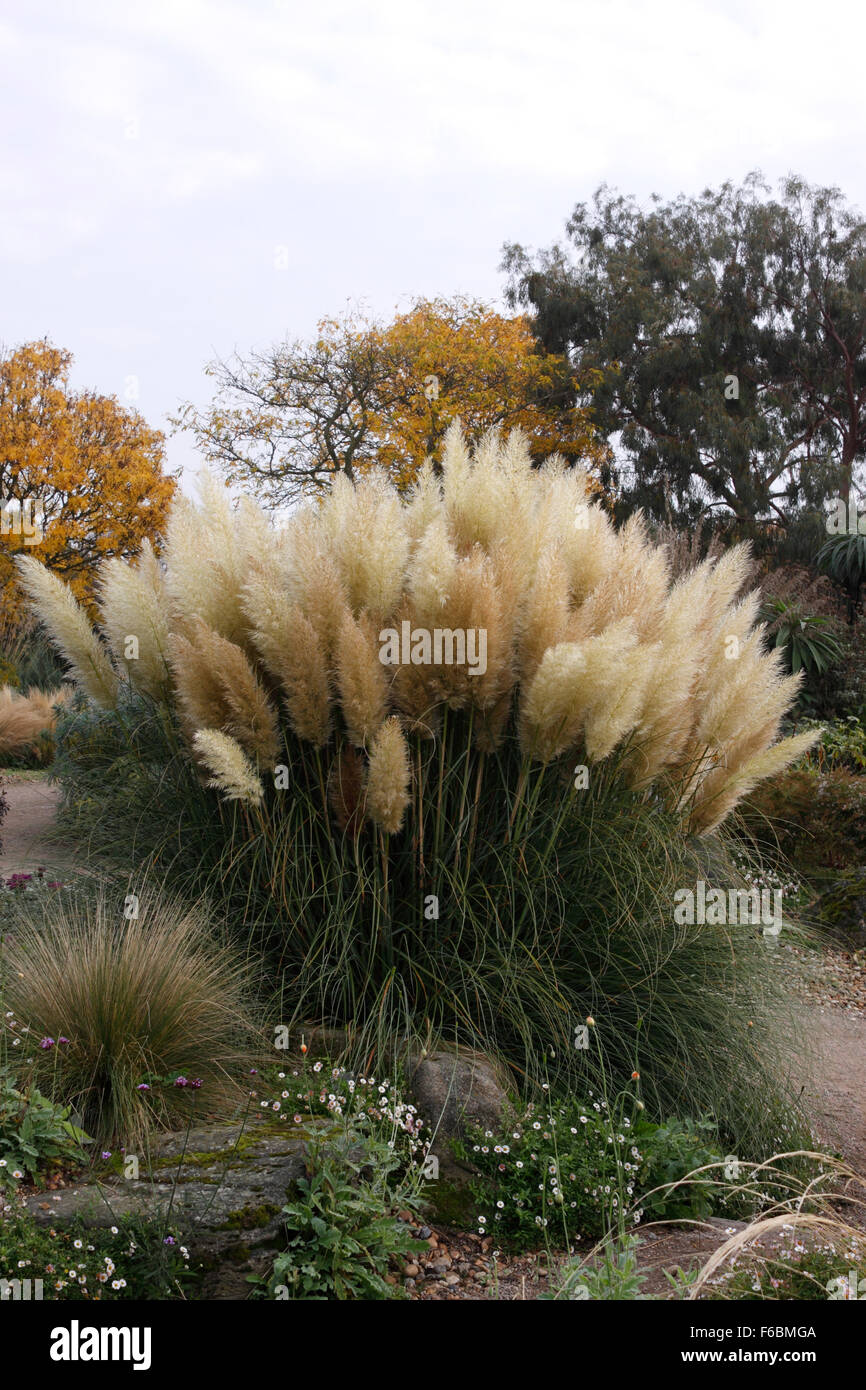 Tussock grasses hi-res stock photography and images - Alamy