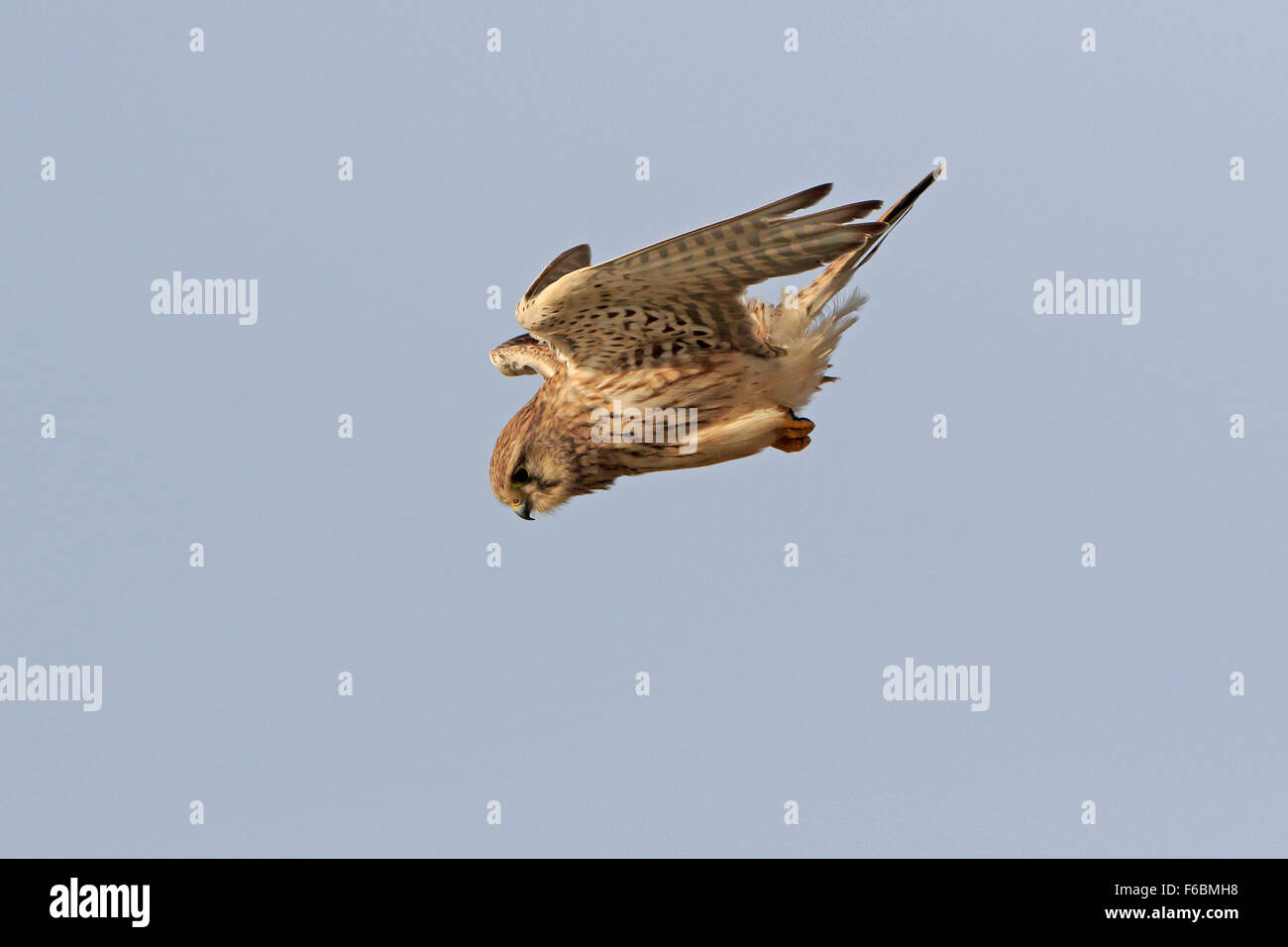 Female Common Kestrel hovering in the wind Stock Photo - Alamy
