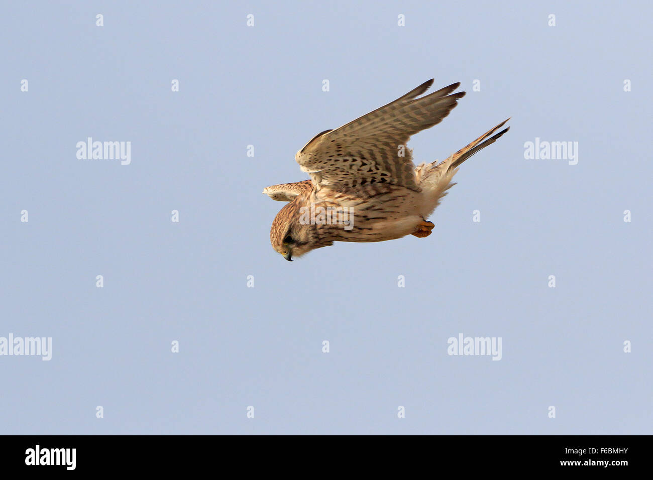 Female Common Kestrel hovering in the wind Stock Photo - Alamy