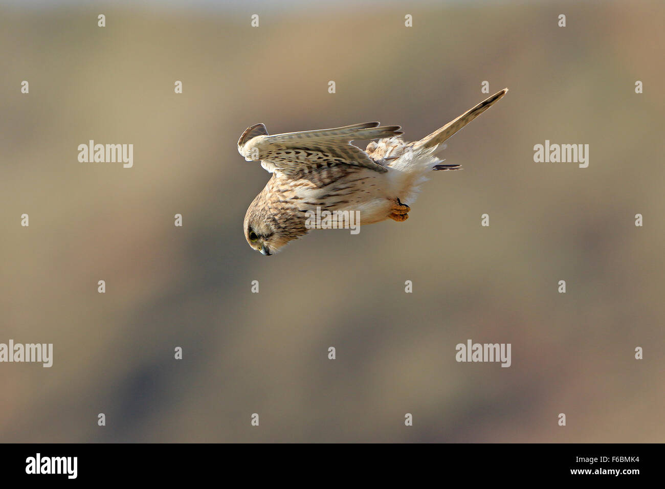 Female Common Kestrel hovering in the wind Stock Photo - Alamy
