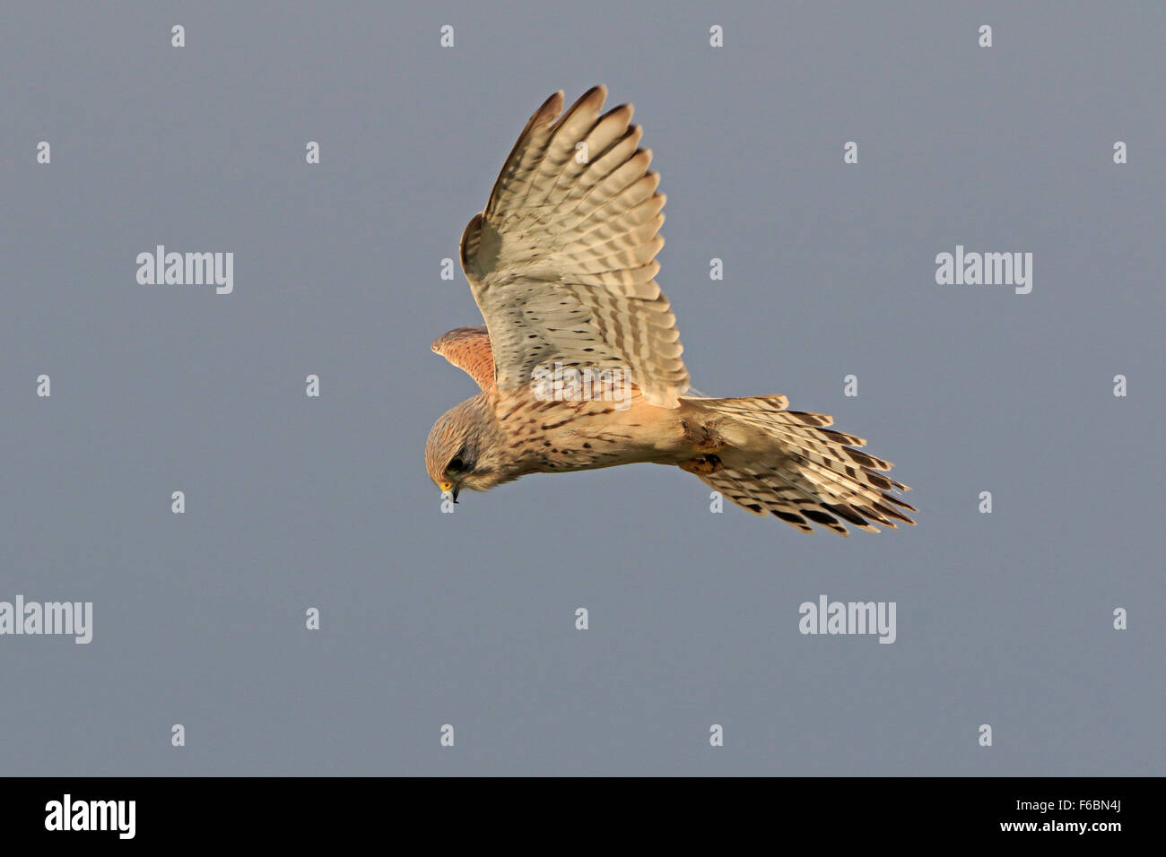 Male Common Kestrel hovering in the wind Stock Photo - Alamy