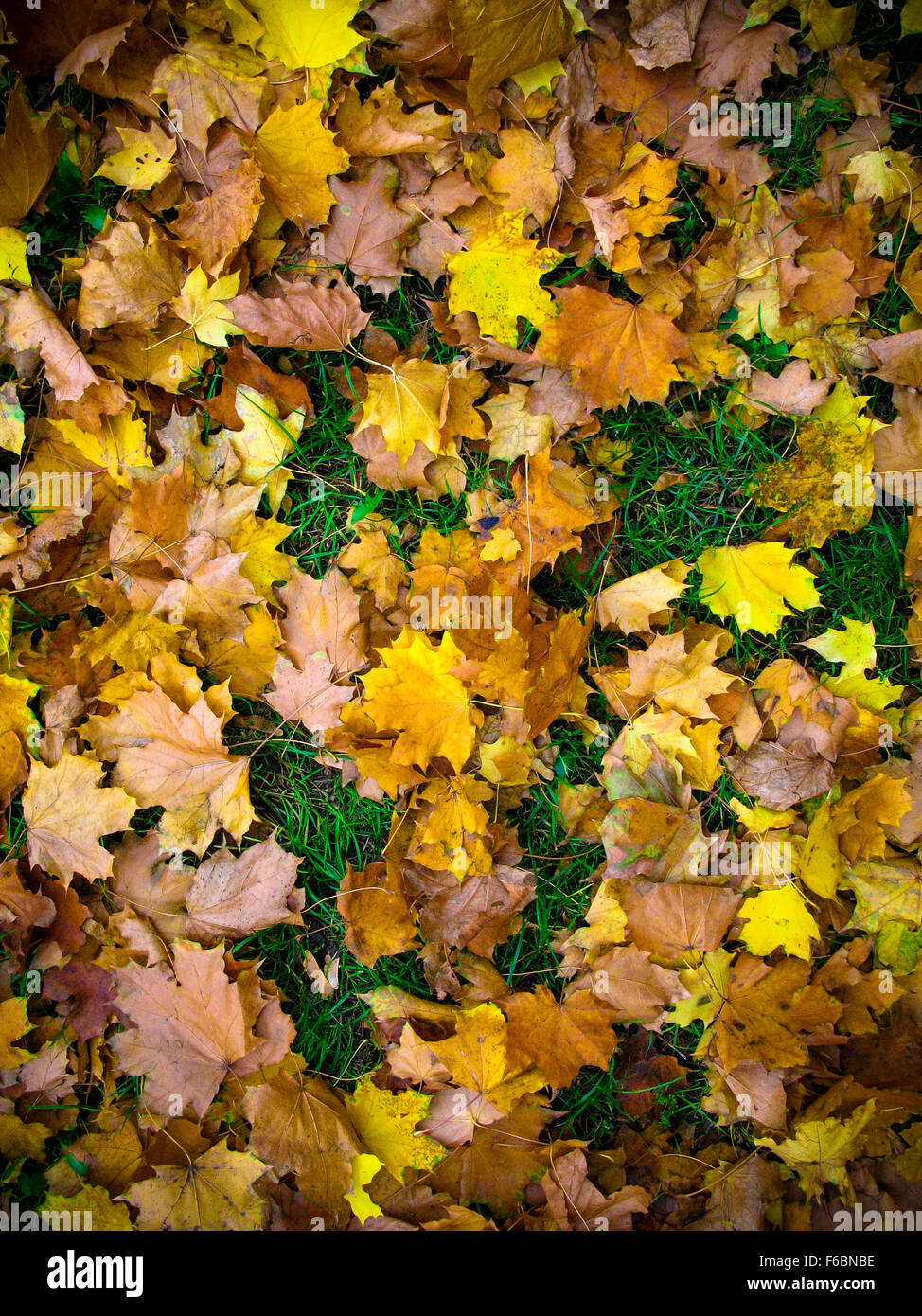 background texture of yellow leaves autumn leaf background Stock Photo ...
