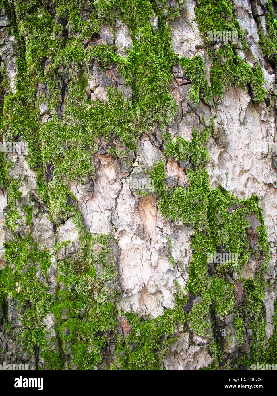 Bark moss mossy tree hi-res stock photography and images - Alamy