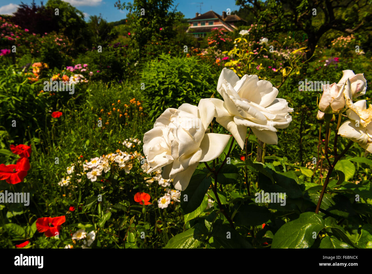 Close up shot roses in hi-res stock photography and images - Alamy