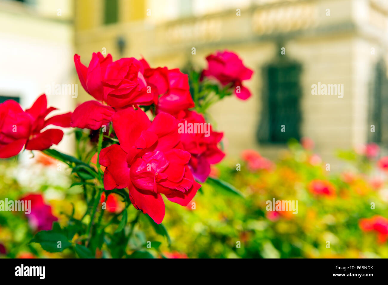 Bush of beautiful roses in a garden. Horizontal shot Stock Photo - Alamy
