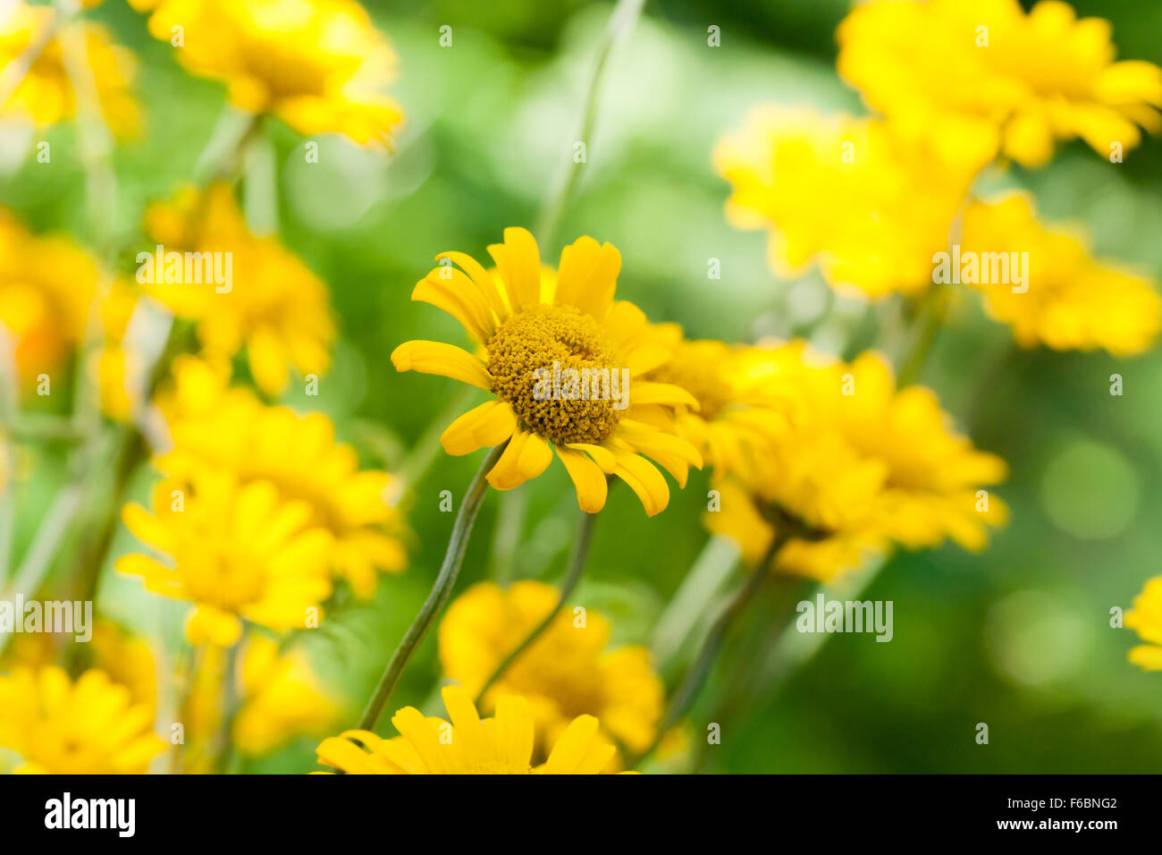 Yellow daisies hi-res stock photography and images - Alamy