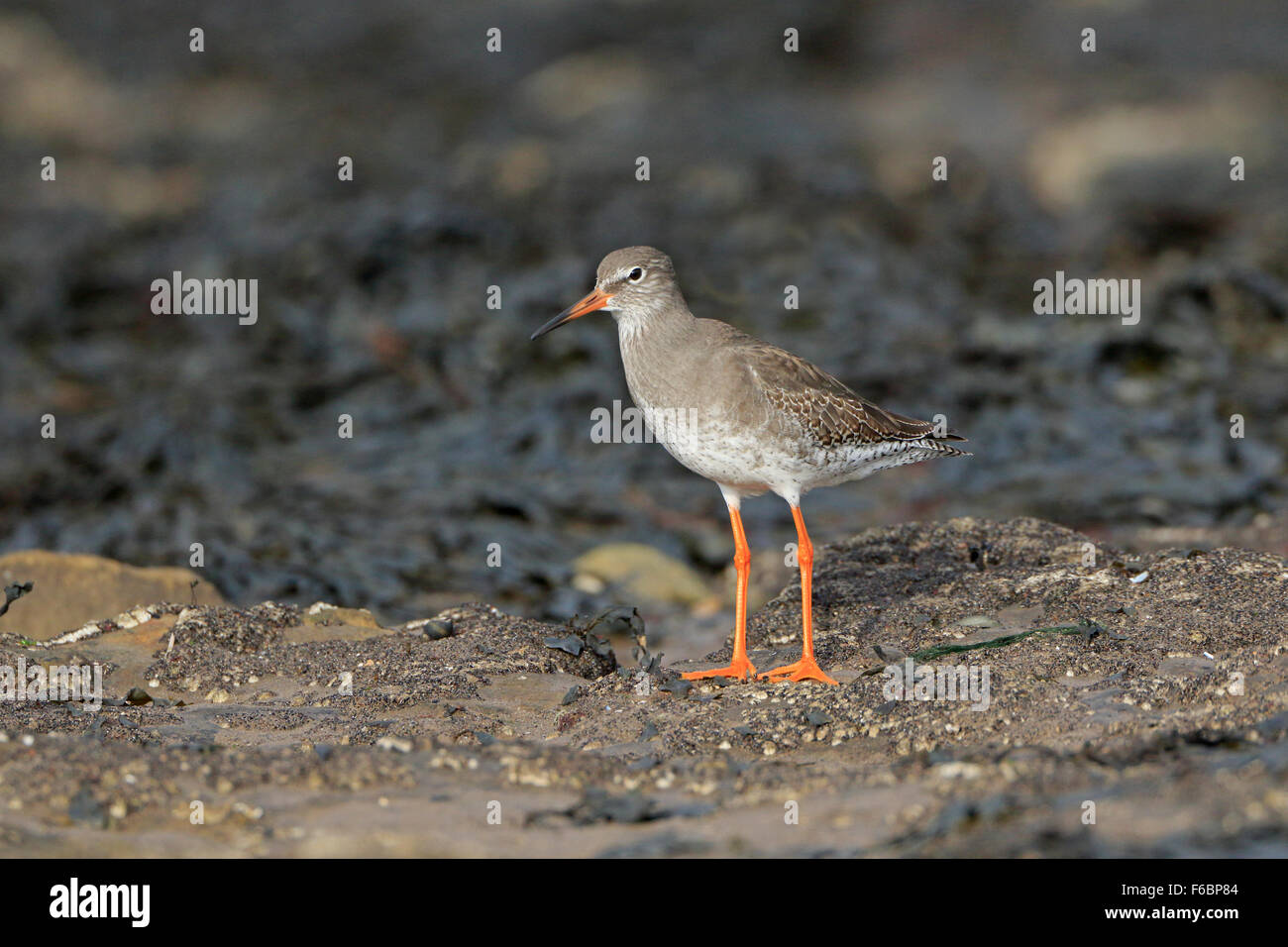 Common Redshank on Filey beach in the winter Stock Photo - Alamy