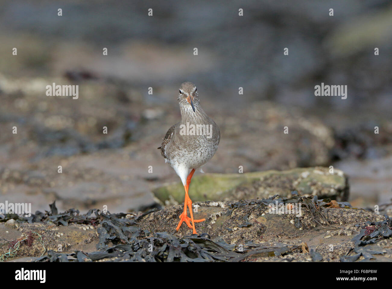 Common Redshank on Filey beach in the winter Stock Photo - Alamy