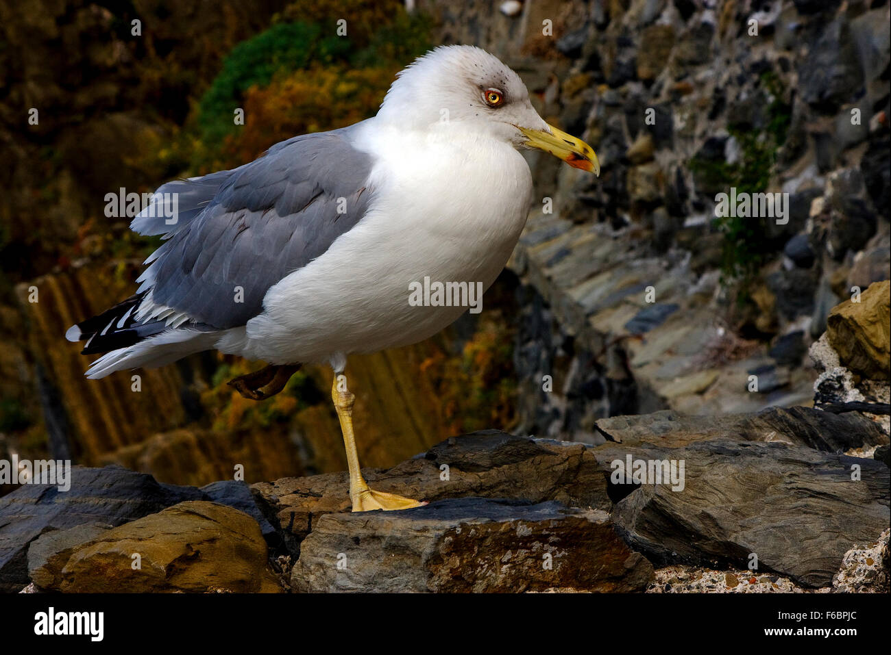 the side of sea gull rest in the rock of riomaggiore italy Stock Photo ...