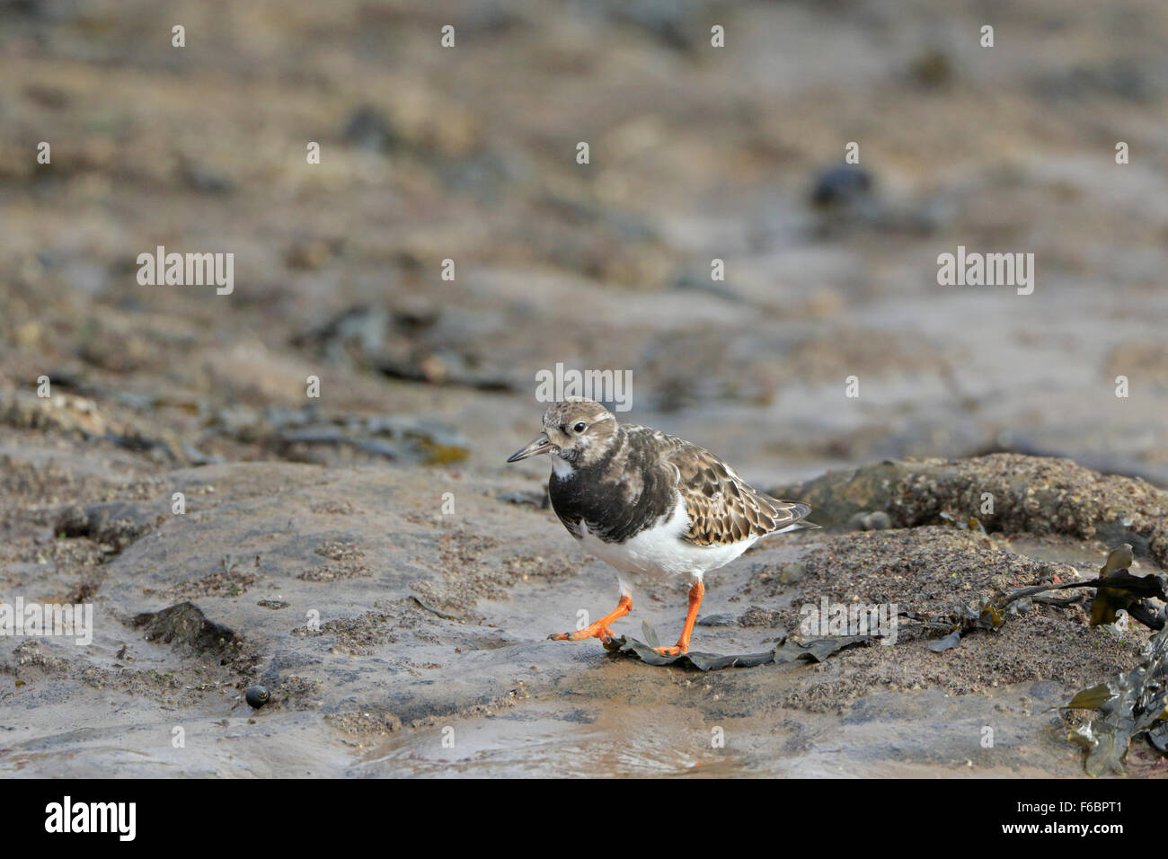 Turnstone in winter plumage hi-res stock photography and images - Alamy