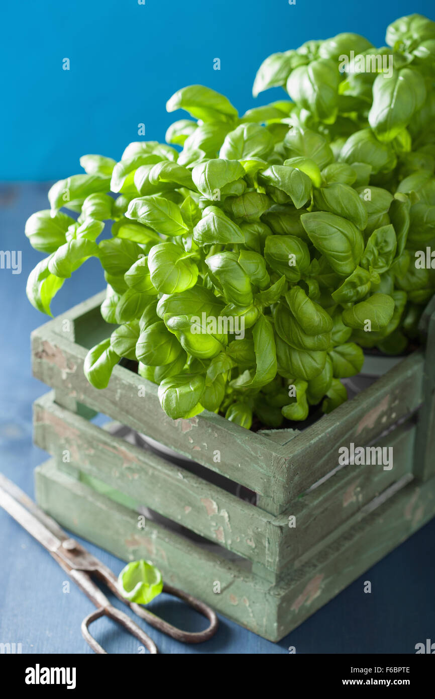 fresh basil herb in rustic box Stock Photo - Alamy