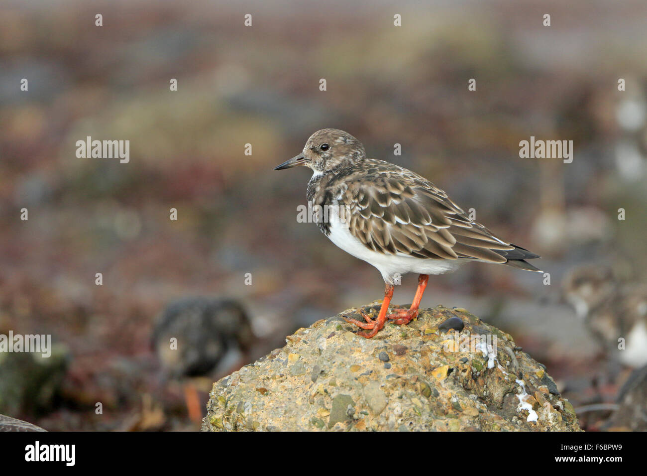 Turnstone In Winter Plumage High Resolution Stock Photography and ...