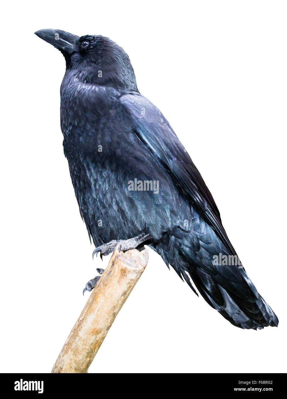 Side view of a Raven on a branch, isolated on white Stock Photo - Alamy