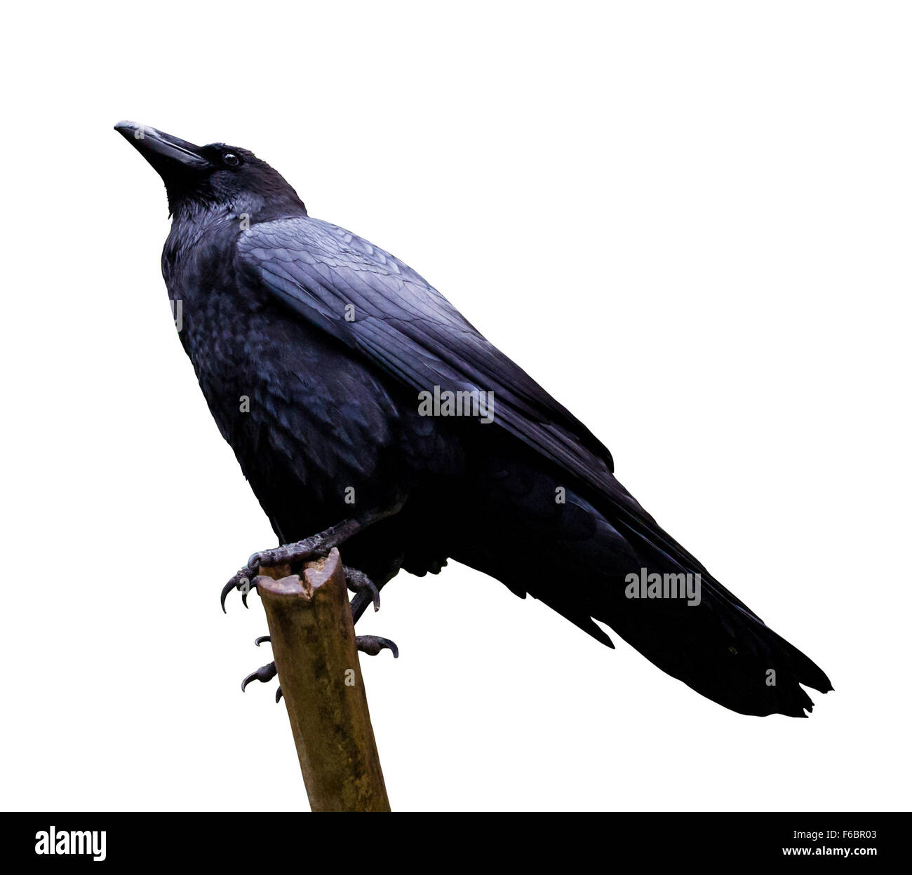 Side view of a Raven on a branch, isolated on white Stock Photo - Alamy