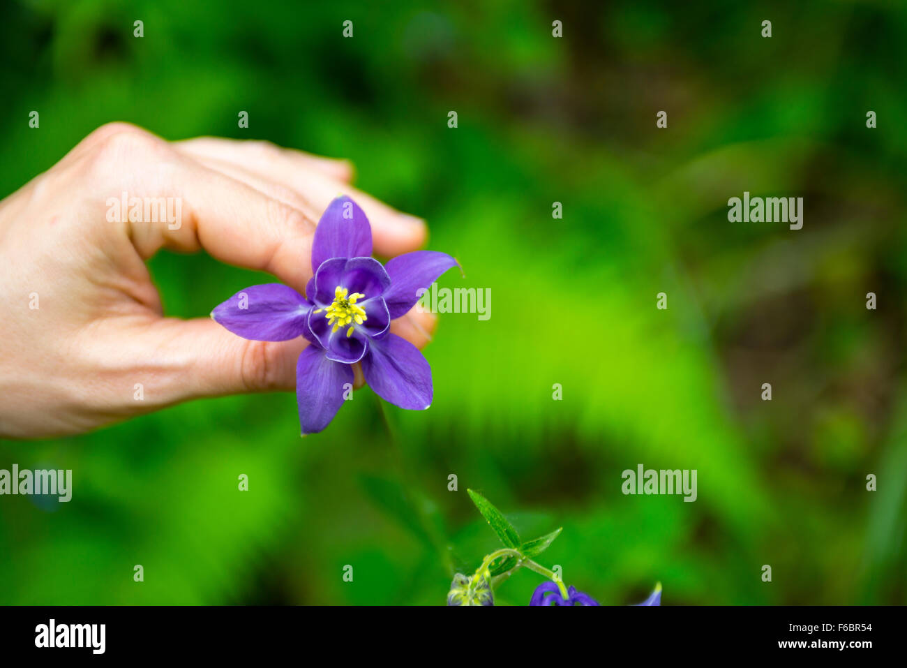 A hand holds a purple flower over a natural green background Stock ...