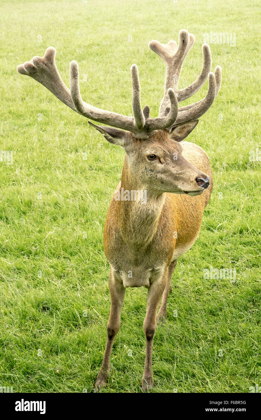 Red Deer Stag (Cervus elephus) UK Stock Photo - Alamy