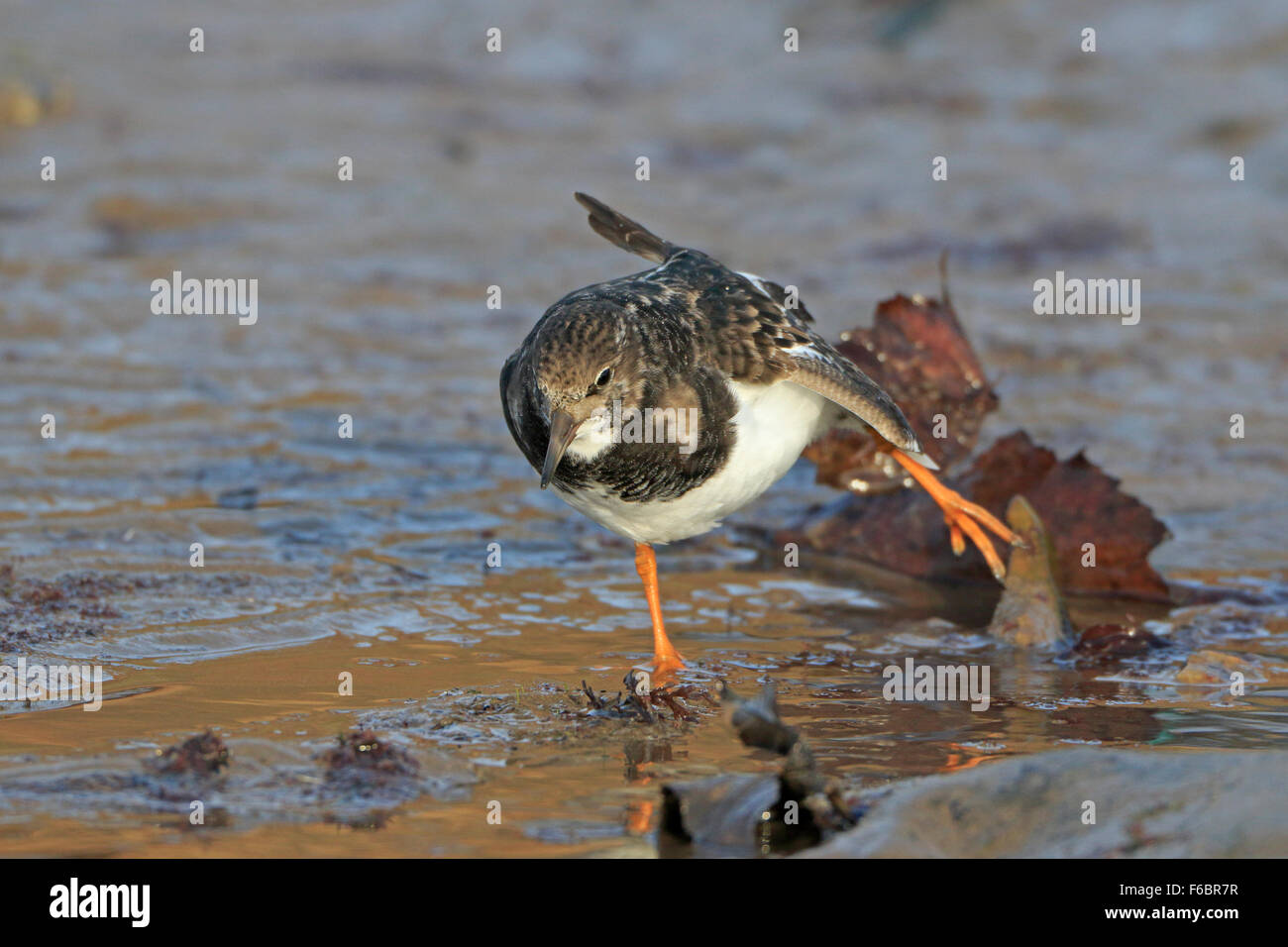 Turnstone In Winter Plumage High Resolution Stock Photography and ...