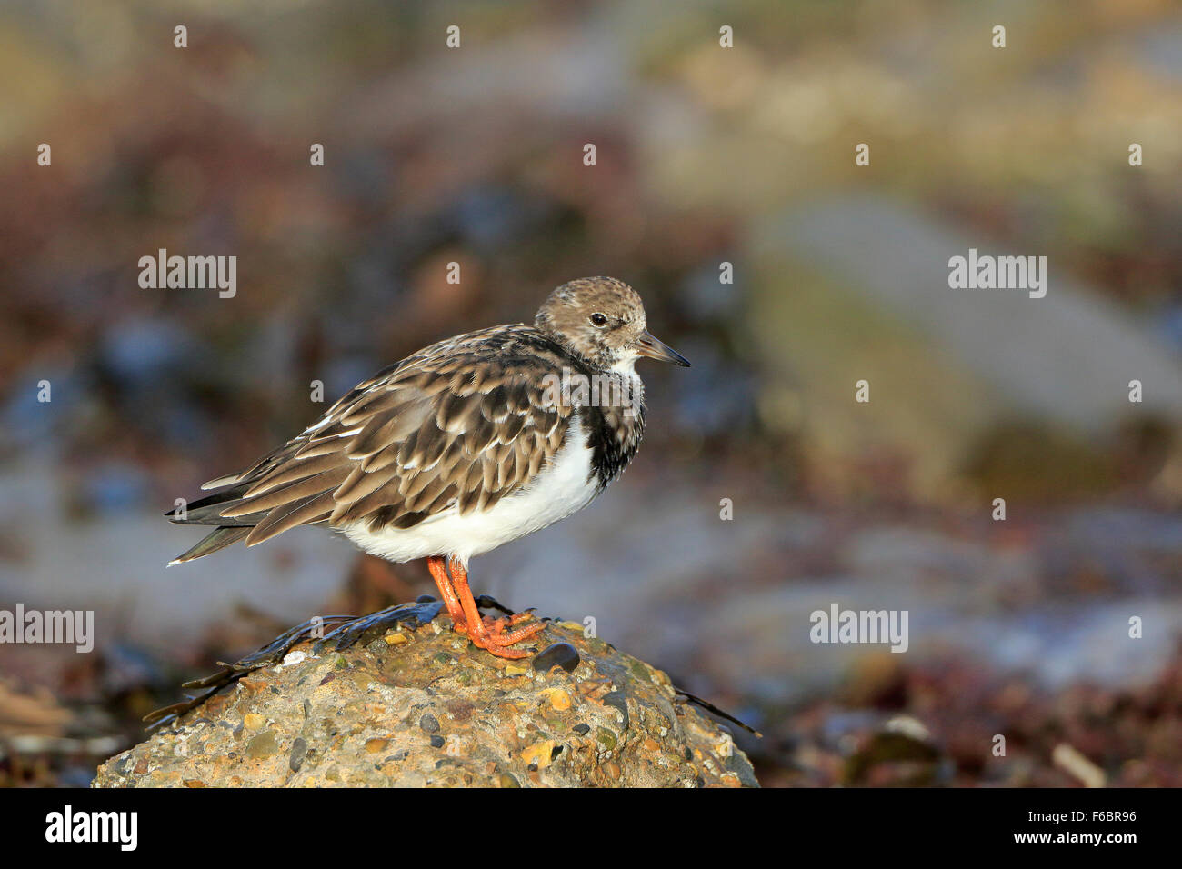 Winter Turnstone Plumage High Resolution Stock Photography and Images ...