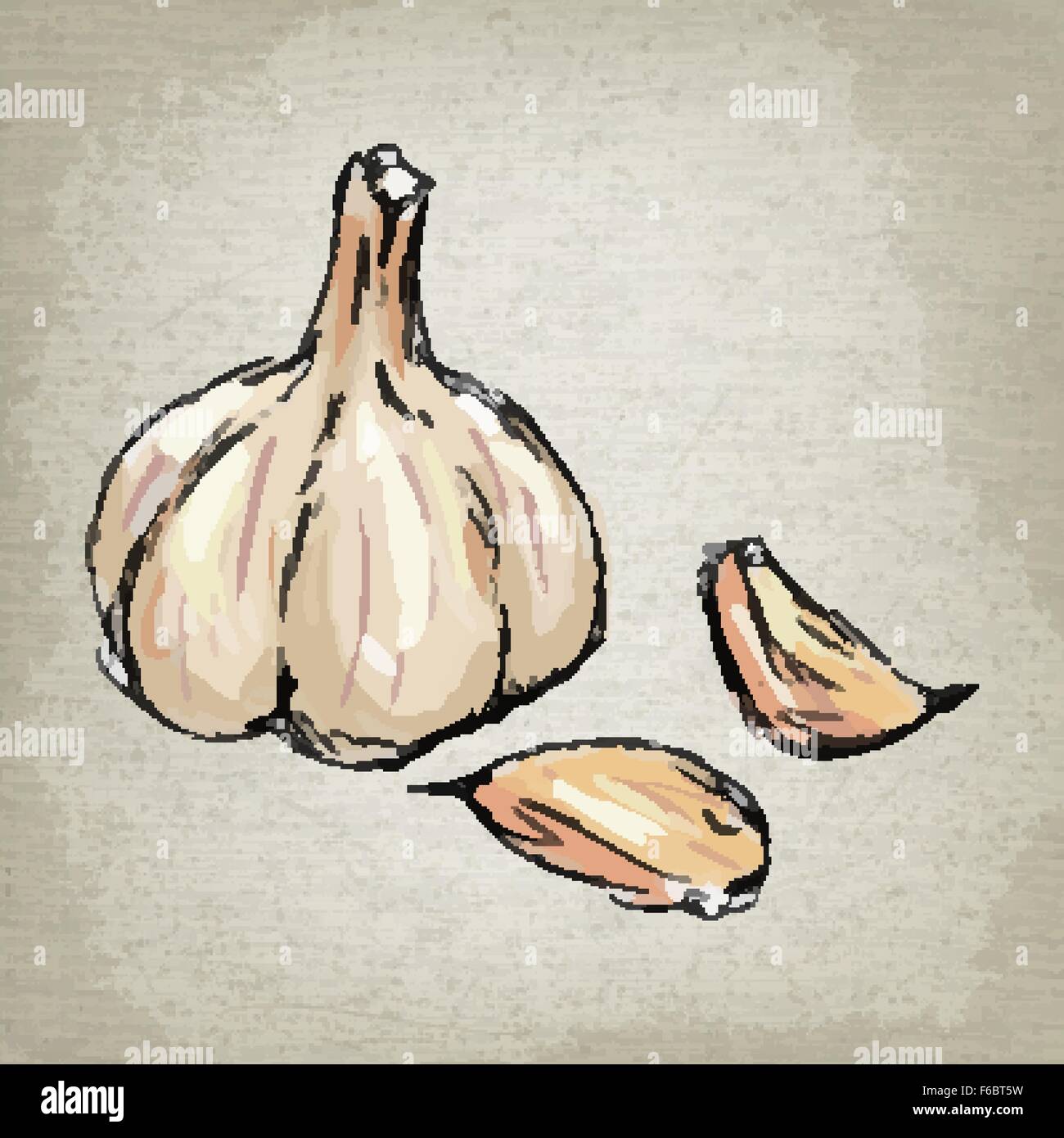 Fresh garlic. Vector illustration Stock Vector Image & Art - Alamy